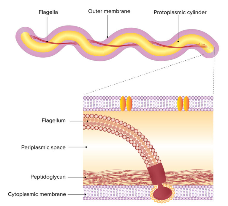 Borrelia | Concise Medical Knowledge