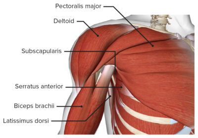 Axilla and Brachial Plexus: Anatomy | Concise Medical Knowledge