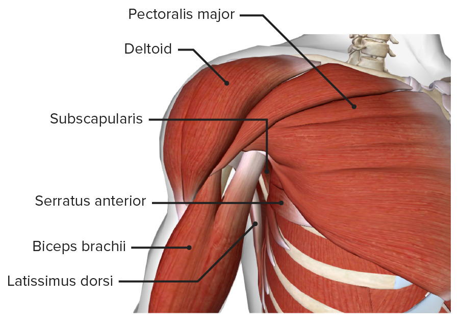 Axilla And Brachial Plexus Anatomy Concise Medical Knowledge Axilla And Brachial Plexus Anatomy Concise Medical Knowledge