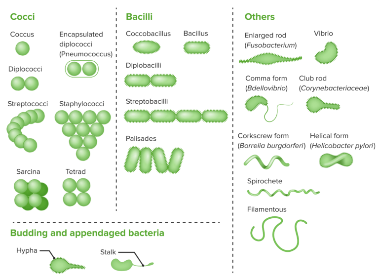 Bacteriology | Concise Medical Knowledge