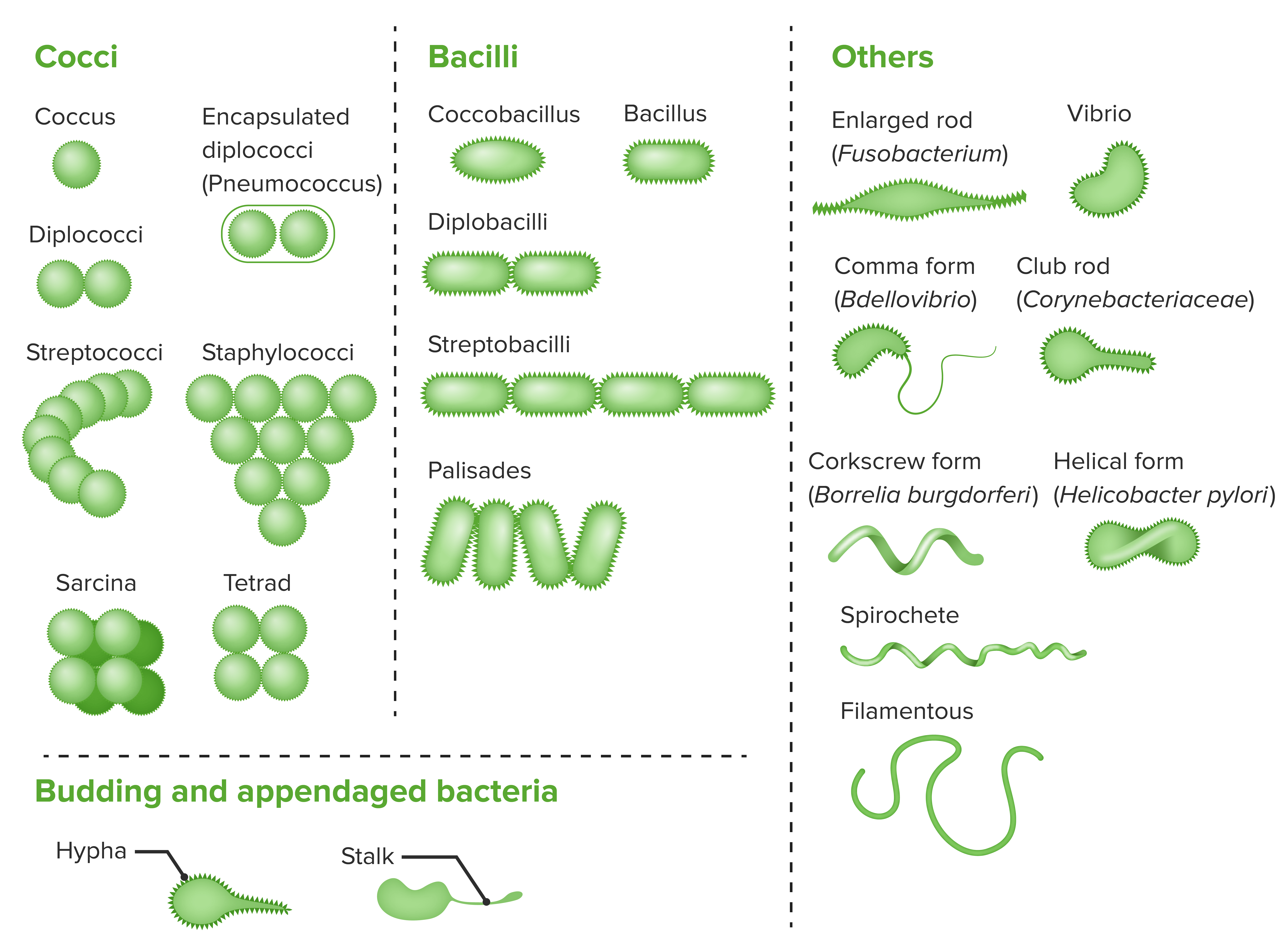 Morphology Of Bacteria Sizes Shapes Arrangements 44 OFF