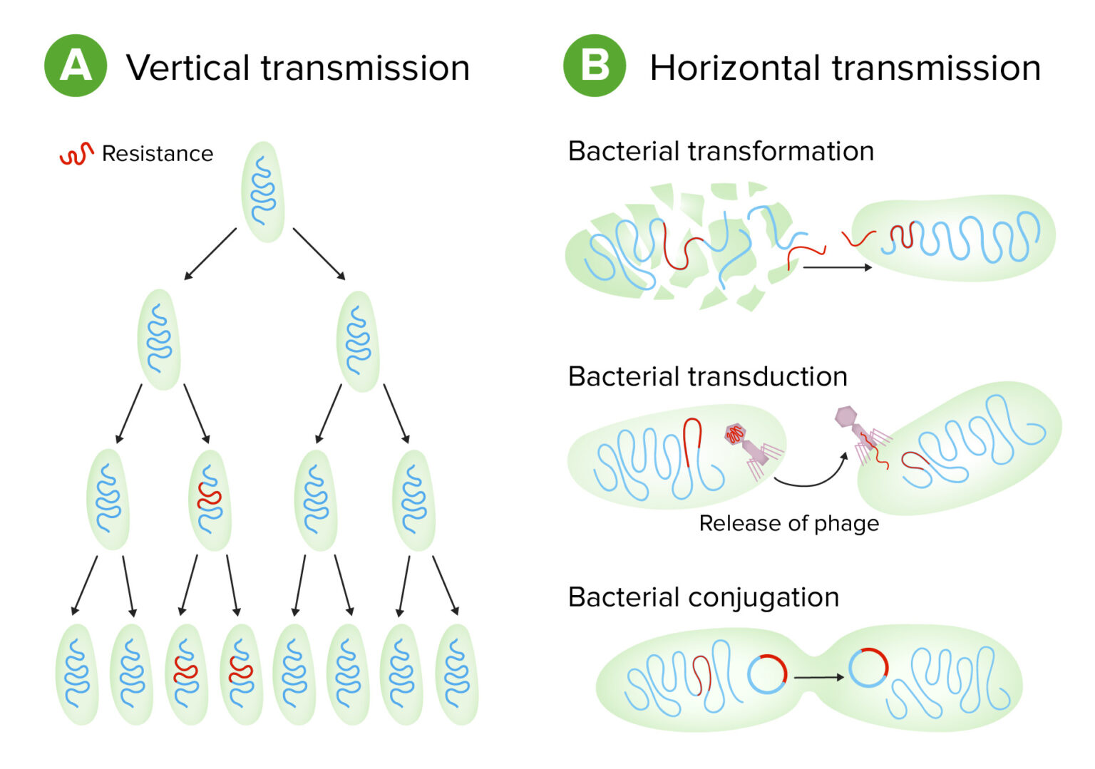 Bacteriology | Concise Medical Knowledge