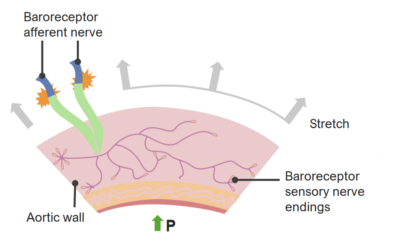 Arterial Pressure Regulation | Concise Medical Knowledge