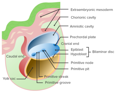 Gastrulation and Neurulation | Concise Medical Knowledge