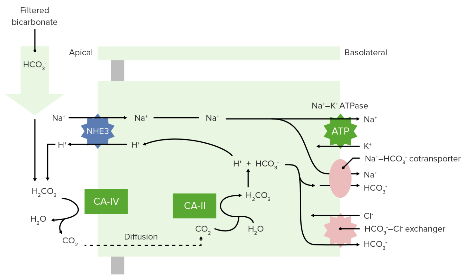 Renal Tubular Acidosis | Concise Medical Knowledge