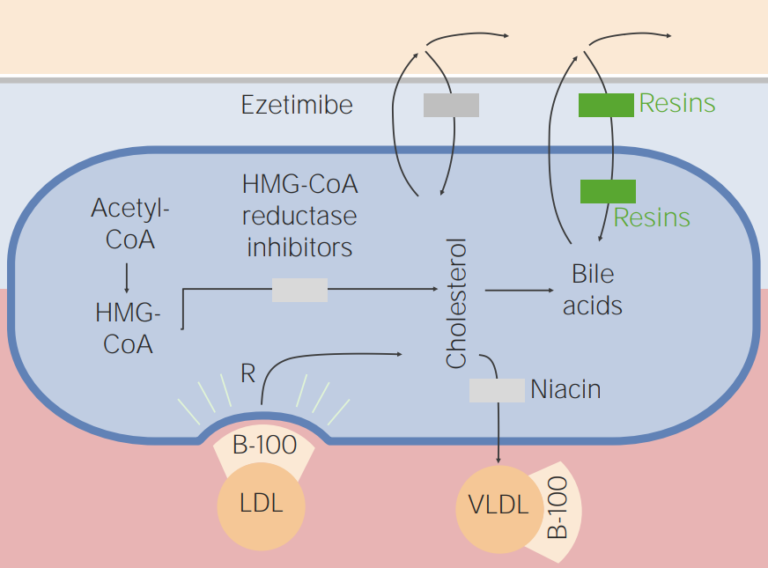 Lipid Control Drugs | Concise Medical Knowledge