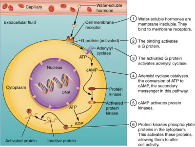 Second Messengers | Concise Medical Knowledge