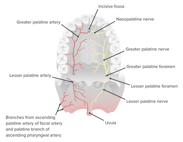 Palate: Anatomy | Concise Medical Knowledge
