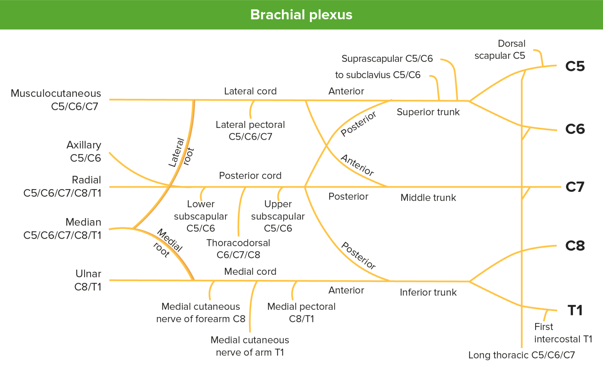 Axilla and Brachial Plexus: Anatomy | Concise Medical Knowledge