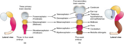 Corteza Cerebral: Anatomía | Concise Medical Knowledge
