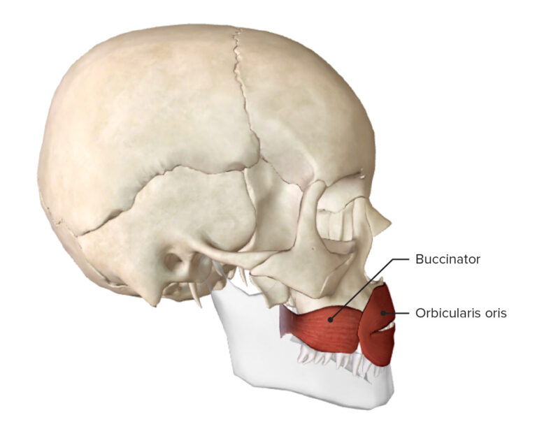 Facial Muscles: Anatomy | Concise Medical Knowledge