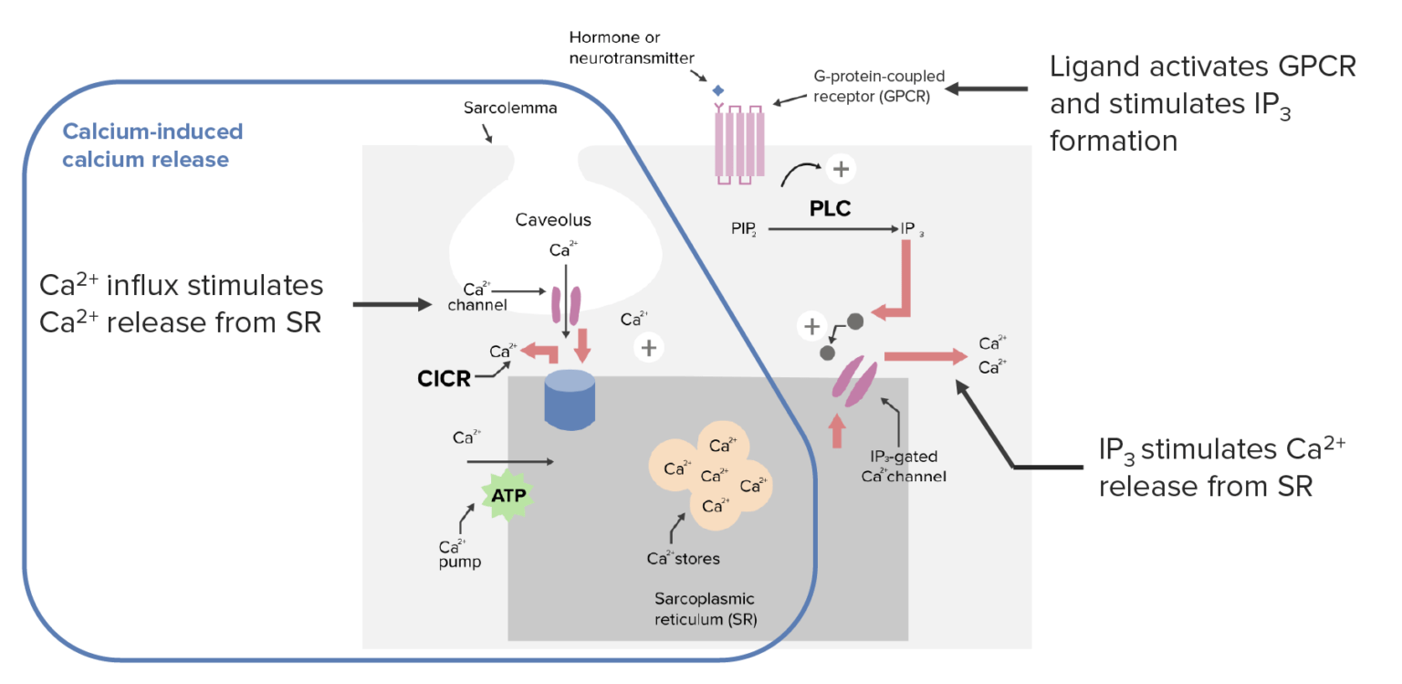 Smooth Muscle Contraction | Concise Medical Knowledge