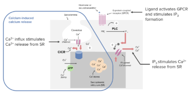 Smooth Muscle Contraction | Concise Medical Knowledge
