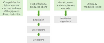 Campylobacter | Concise Medical Knowledge