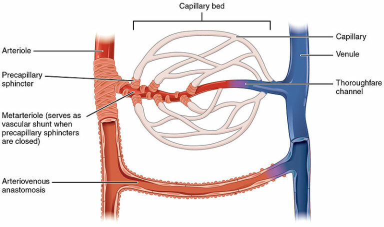 Systemic and Special Circulations | Concise Medical Knowledge