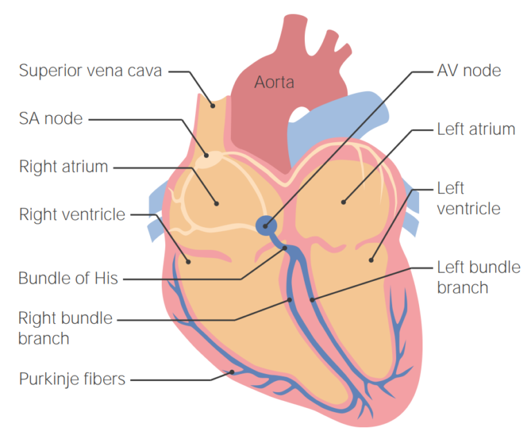 Corazón: Anatomía | Concise Medical Knowledge