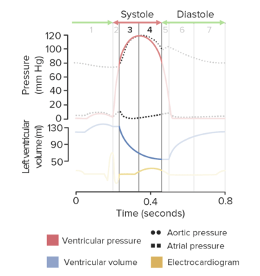 Cardiac Cycle | Concise Medical Knowledge