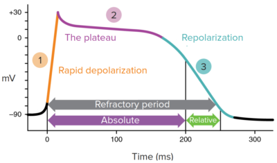 Class 4 Antiarrhythmic Drugs (Calcium Channel Blockers) | Concise ...