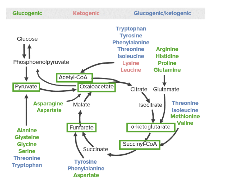Fundamentos de los Aminoácidos | Concise Medical Knowledge