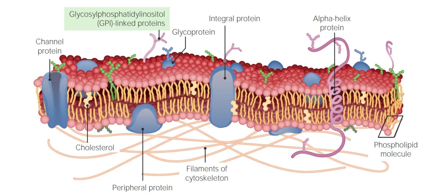 A Célula: Membrana Celular | Concise Medical Knowledge