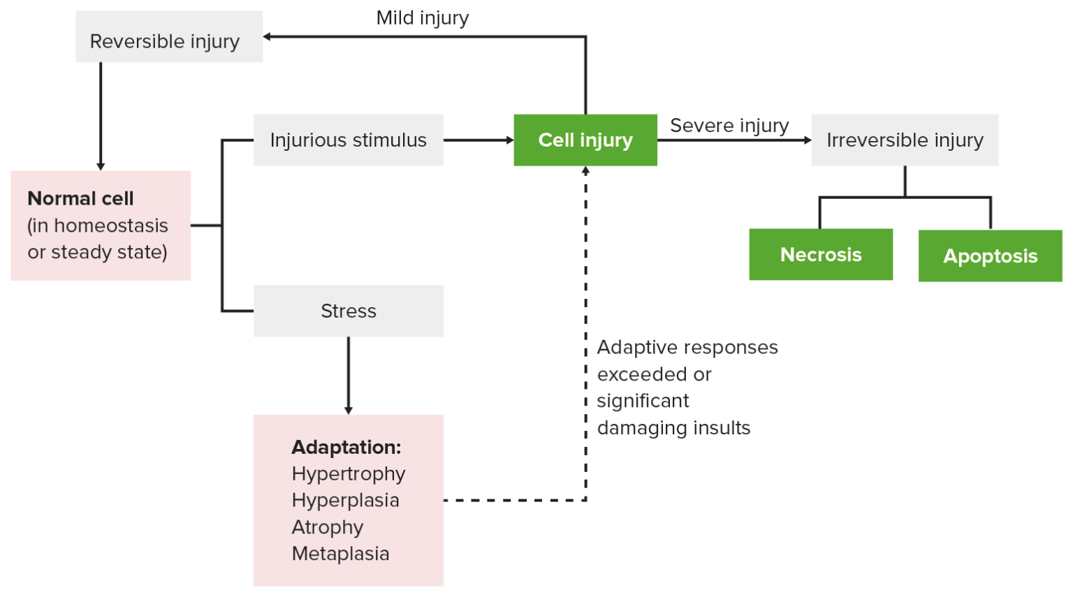 Cell Injury and Death | Concise Medical Knowledge