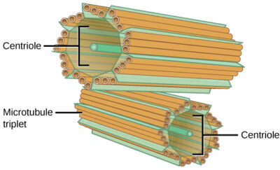 The Cell: Organelles | Concise Medical Knowledge