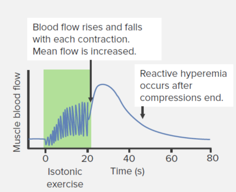 Cardiovascular Response to Exercise | Concise Medical Knowledge