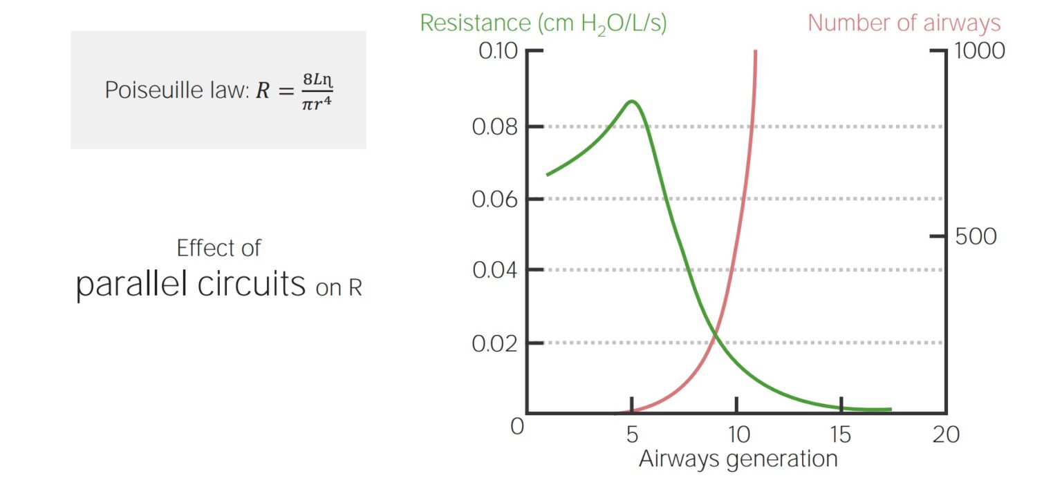 Ventilation: Mechanics of Breathing | Concise Medical Knowledge