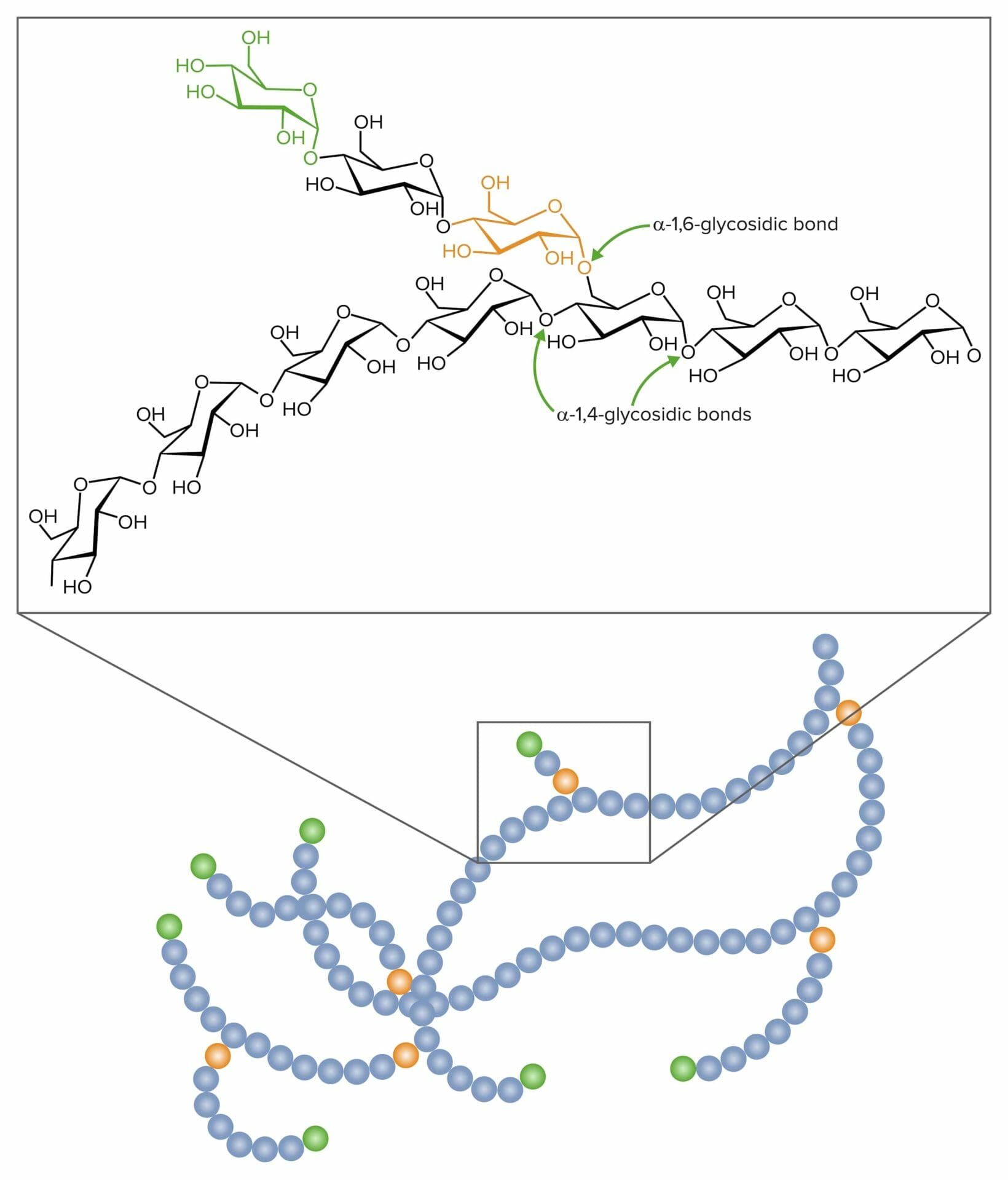 Glycogenesis & Glycogenolysis | Concise Medical Knowledge