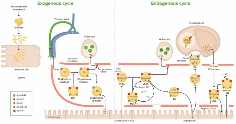 Cholesterol Metabolism | Concise Medical Knowledge