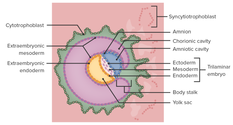 Gastrulation and Neurulation | Concise Medical Knowledge