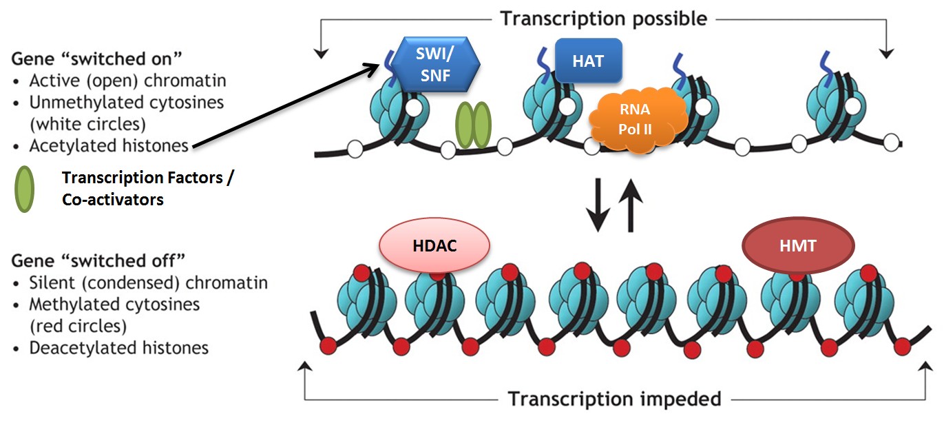 Epigenetic Regulation | Concise Medical Knowledge