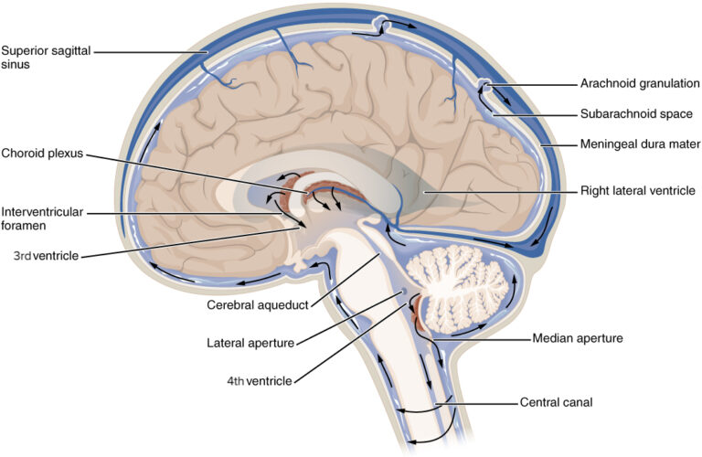 Ventricular System: Anatomy | Concise Medical Knowledge