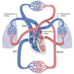 Systemic and Special Circulations | Concise Medical Knowledge