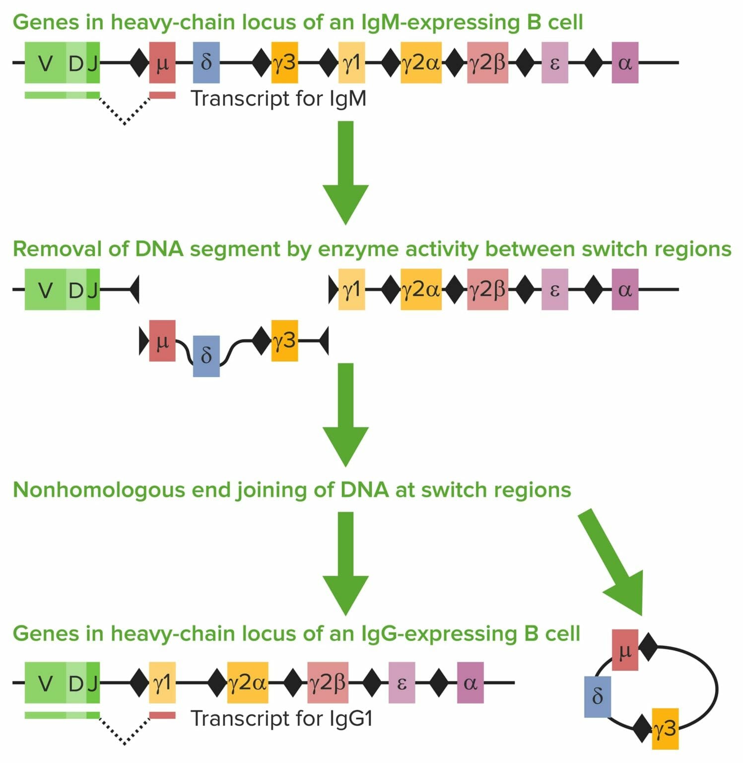 Immunoglobulins: Types and Functions | Concise Medical Knowledge