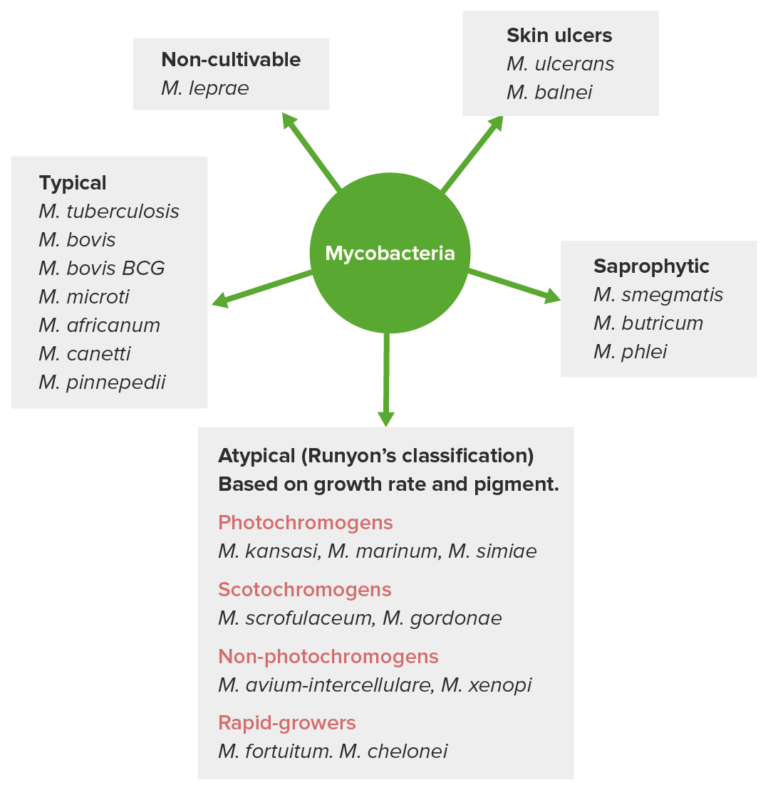 Mycobacterium | Concise Medical Knowledge
