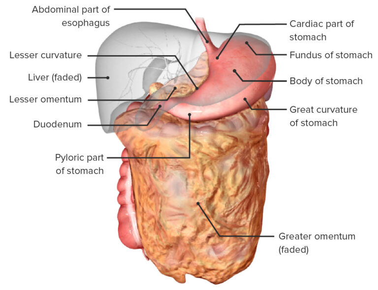 Peritoneum: Anatomy | Concise Medical Knowledge