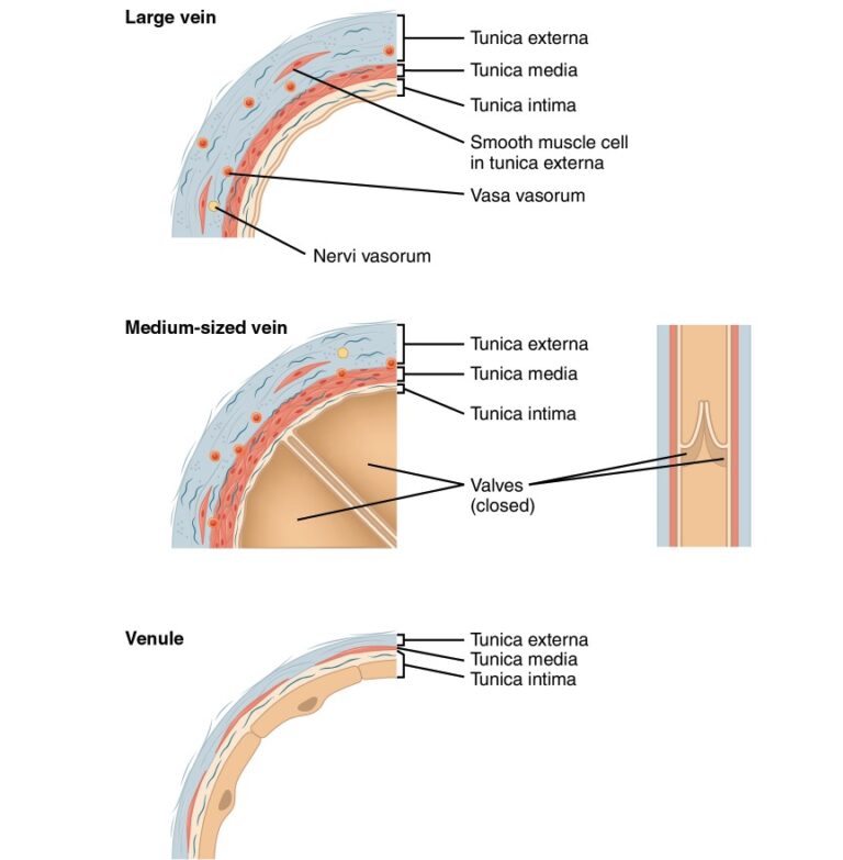 Veins: Histology | Concise Medical Knowledge