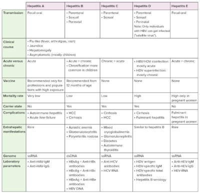 Hepatitis B Virus | Concise Medical Knowledge