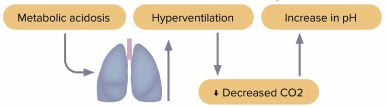 Acid–base Disorders [+ Free Cheat Sheet] | Lecturio Nursing