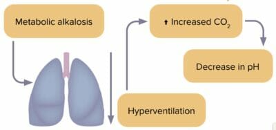 Acid–base Disorders [+ Free Cheat Sheet] | Lecturio Nursing