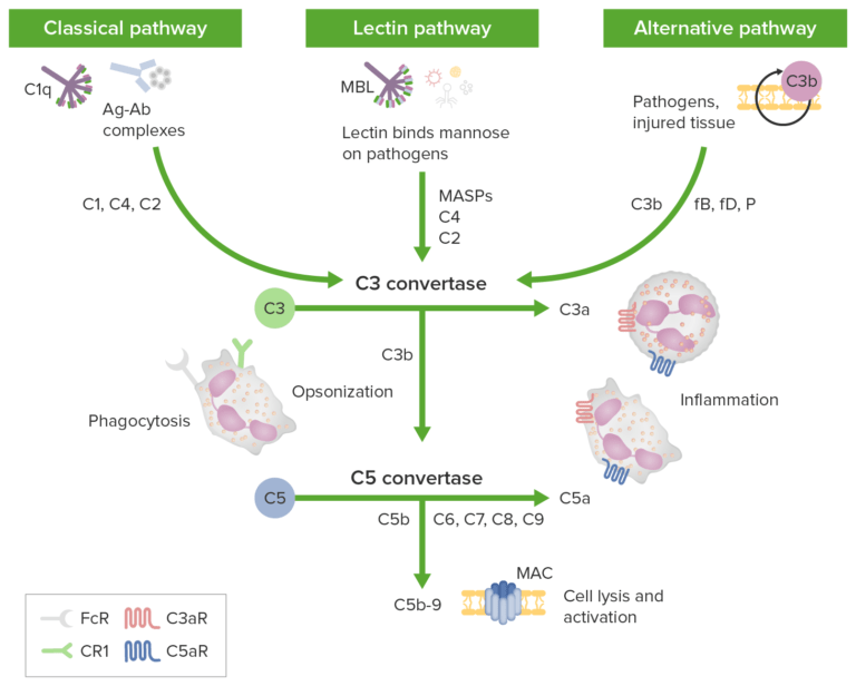 Innate Immunity: Barriers, Complement, and Cytokines | Concise Medical ...