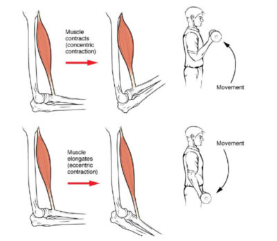 Skeletal Muscle Contraction | Concise Medical Knowledge