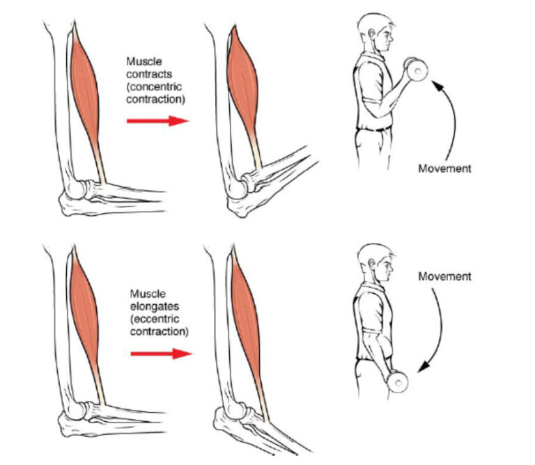 Skeletal Muscle Contraction | Concise Medical Knowledge