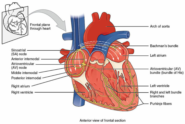 How to Read an ECG: Interpretation & Components | Lecturio Medical