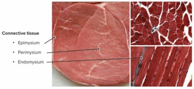 Muscle Tissue: Histology | Concise Medical Knowledge