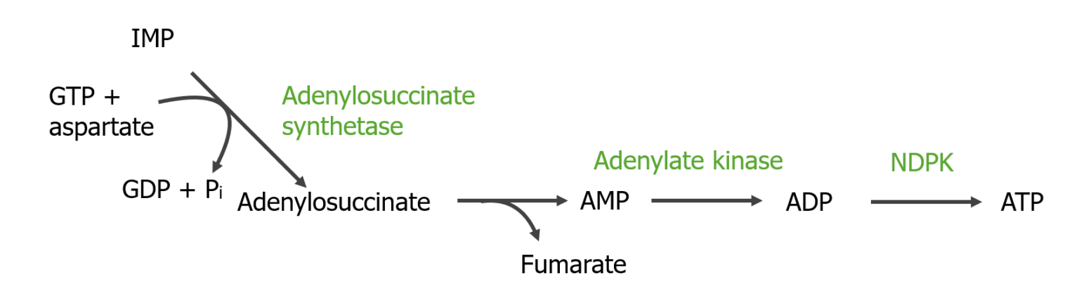 Purine and Pyrimidine Metabolism | Concise Medical Knowledge