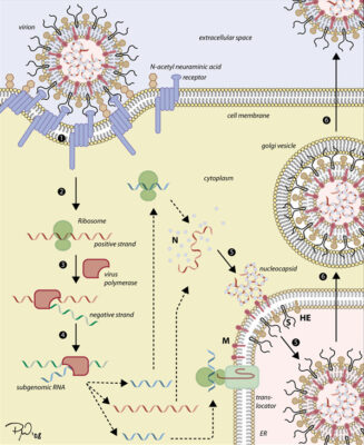 Coronavirus | Concise Medical Knowledge