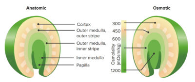 Tubular System | Concise Medical Knowledge