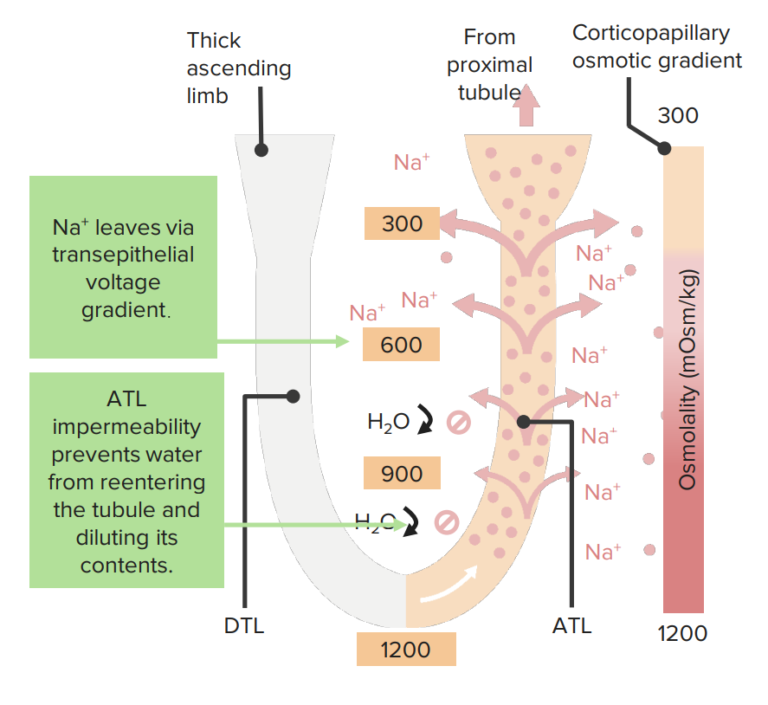 Tubular System | Concise Medical Knowledge